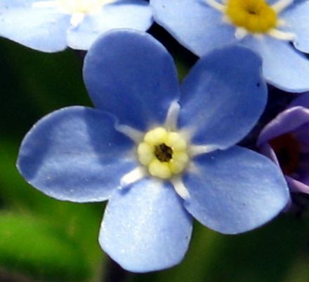 Miosótis – Brasil de Longe